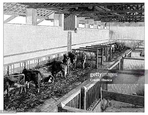 Horse Stable Drawing High Res Illustrations Getty Images