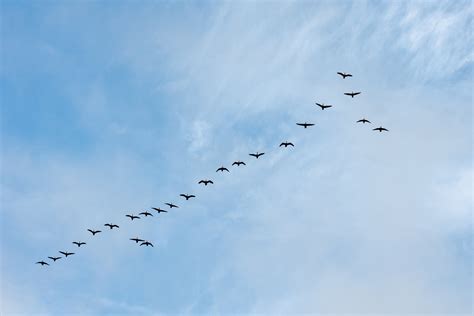 Как нарисовать стаю журавлей в небе
