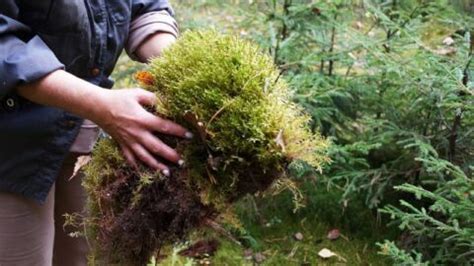 How To Lower PH In Soil Lawn Com Au