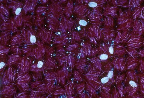 Moth Eggs What Do They Look Like Where Are They Found