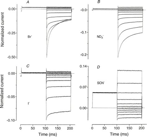 Kinetics Of Whole Cell Currents In Sf9 Cells Expressing RClC 1 When Download Scientific Diagram