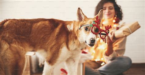 귀여운 황금 개는 방에 크리스마스 조명에서 웃는 소녀의 배경에 뿔이 있는 축제 순록 안경을 쓰고 재미있는 감정을 보고 있습니다 즐거운 성탄절 즐거운 휴일 보내세요 사진