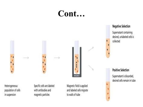 Cell Sorting Pptx Biological Sciences Science