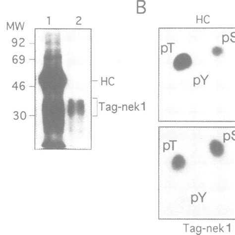 Detection Of Proteins Containing Phosphoserine Phosphothreonine And