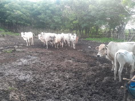 Polisi Sumba Timur Gerak Cepat Dalam 24 Jam 27 Sapi Warga Yang Hilang