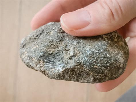 Help Me Identify These Seashell Fossils Found On The Sand In Bundoran