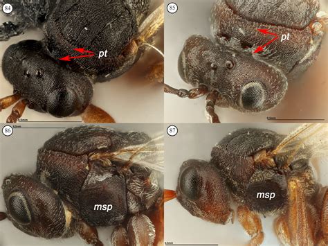 Key To Families And Tribes Of World Cynipoidea Waspweb