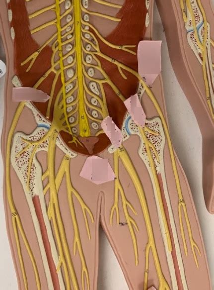 Exercise 19 Lumbar Plexus Nerve Man Diagram Quizlet