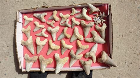 Lot Of Otodus Sokolovi Carcharocles Auriculatus Fossil Sahara