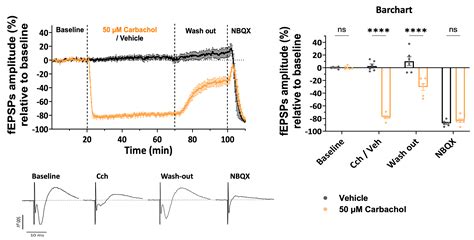 Exploring Synaptic Function In The Prefrontal Cortex Using