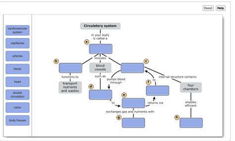 Solved Can You Complete This Concept Map About The