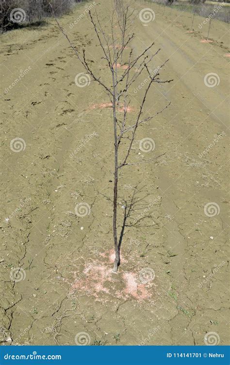 Fertilization Of A Fresh Planted Young Fruit Tree Stock Image Image