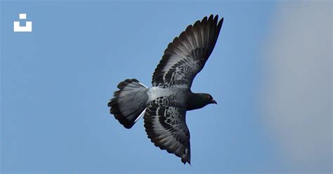 낮에 날아다니는 검은 부리갈매기 사진 Unsplash의 무료 마리 이미지