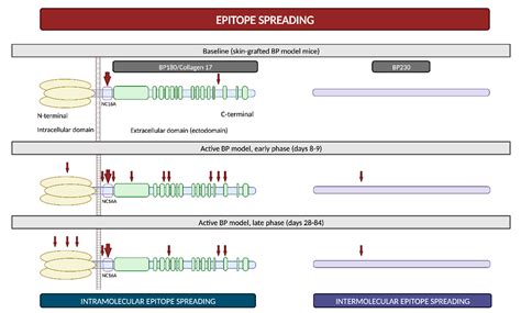 Drug Associated Bullous Pemphigoid Encyclopedia Mdpi