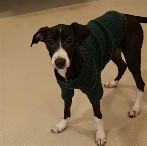 별님이 입양완료 다시사랑받개