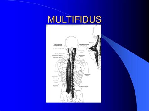 Ppt Core Stability An Introduction Powerpoint Presentation Free Ppt Core Stability An Introduction Powerpoint Presentation Free