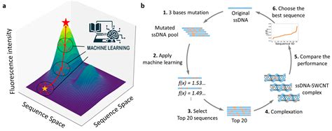 Directed Evolution Of Near Infrared Serotonin Nanosensors With Machine Learning Based Screening