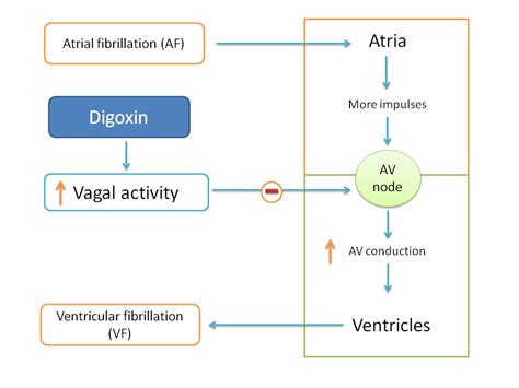 Digoxin Is A Cardiotonic But How It Is Indicated For Atrial Fibrillation