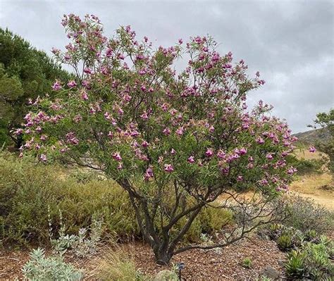Desert Willow Chilopsis Linearis Lawns Tree Farm Llc