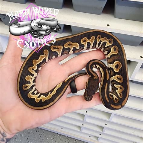 Bh Hra Het Hypo Het Clown Ball Python By Hard Wired Exotics