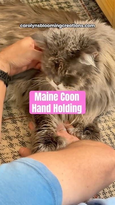 Maine Coon Cats Hold Hands Mainecoon Youtube