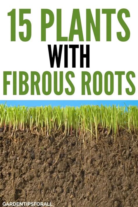 Fibrous Root System Examples