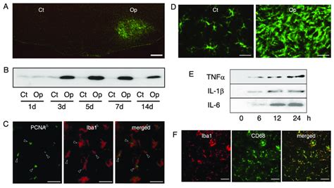 Microglia In The Axotomized Facial Nucleus A The Response Of The