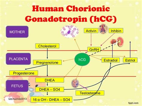 Placental Hormones Lec By Liza Tarca Md