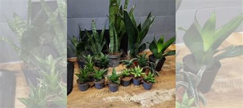 Сансевиерия сортовая купить в Краснодаре Товары для дома и дачи Авито