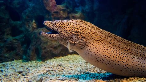 Are Moray Eels Dangerous Truths And Myths Explained