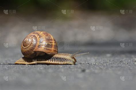 大蜗牛在路上爬行