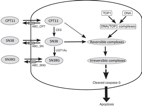 Scheme Depicting Molecular Pk Pd Of Irinotecan Cpt11 Cpt11 In The Download Scientific