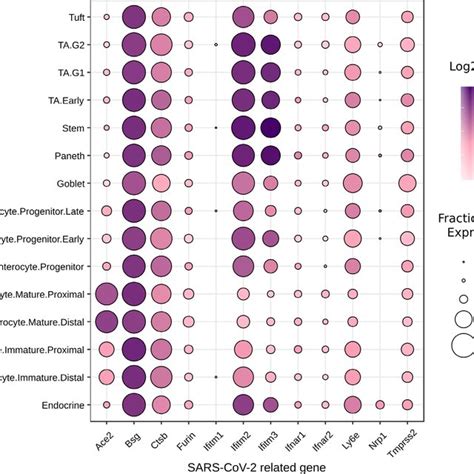 Absolute Expression Of Sars Cov 2 Related Genes In Different Cell Types Download Scientific