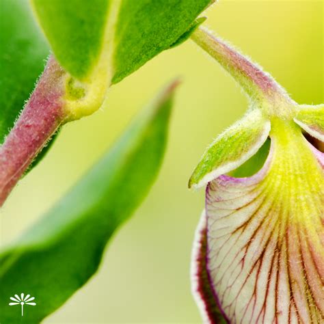 Sweet Pea Shrub Floating Petals Floral Photography Community