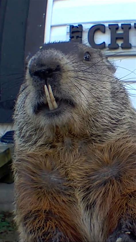 Groundhog Teeth
