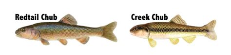 Bro Secret Fall Rigging Tweak For More Walleyes And Less Snags