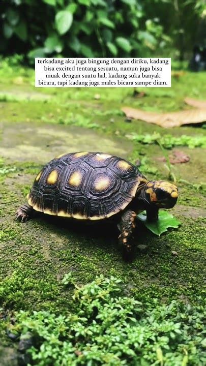 Redfoot Si Tororo Kura Darat Forest Redfoot Youtube