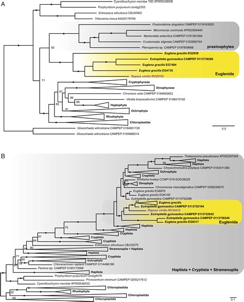 Euglenozoan Kleptoplasty Illuminates The Early Evolution Of