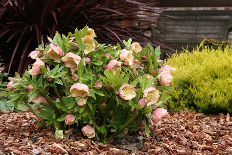 Hellebore Pruning How To And A Cautionary Tale ⋆ North Coast Gardening