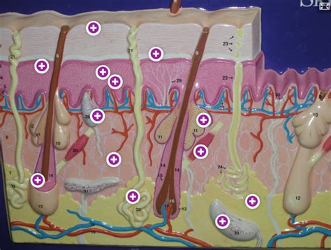 Skin Model Diagram Quizlet