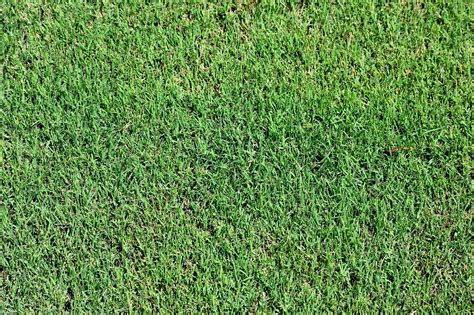 Lawn Grass Green Free Photo On Pixabay Lawn Grass Green Free Photo On Pixabay