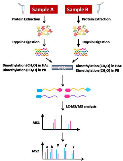 Di Methyl Labeling Proteomics Analysis Service Mtoz Biolabs