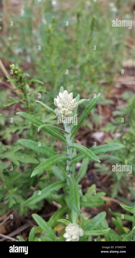 Two Color Rabbit Tobacco Pseudognaphalium Biolettii Plantae Stock