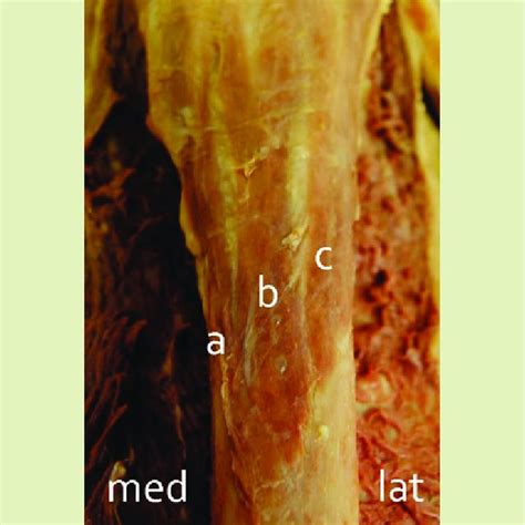 Pdf Anatomical Association Between Articularis Genus And Vastus