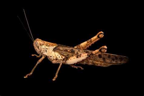 Giant Grasshopper Valanga Nigricornis Insularis Joel Sartore