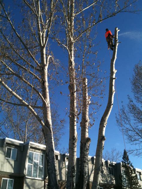 Gallery Calgary Tree Experts