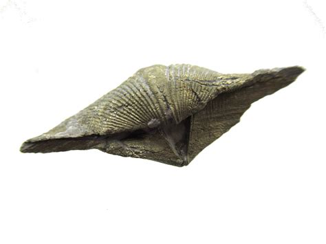 Sylvania Ohio Pyritized Brachiopod 12 Fossils For Sale