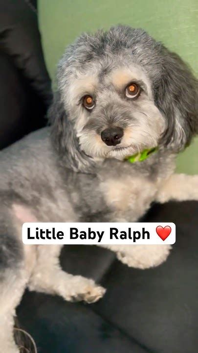 🥰 Three Of The Cutest Friends Ever 🥰 Ralph Frank And Max Cavoodle