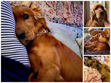 Betty 1 2 Year Old Female English Cocker Spaniel Available For Adoption