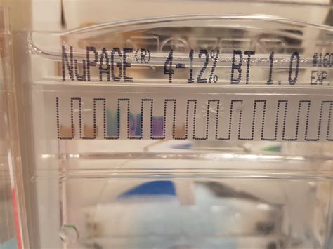 Emulsification Of Protein And Loading Dye In Western Blot Sample